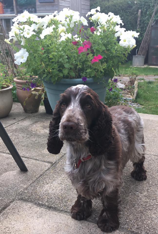 Home boarding- Lizzie the Cocker Spaniel - Barking Mad About ...